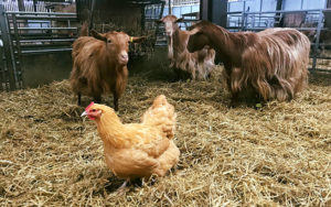 14 Best Farm Parks in the UK: For Toddlers & Young Kids