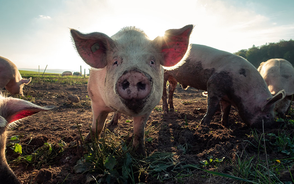 14 Best Farm Parks in the UK: For Toddlers & Young Kids