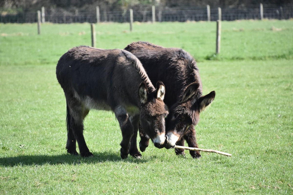 15 Fun Things To Do In Cornwall With Toddlers in 2023