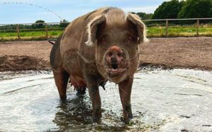 10 Fun Things To Do In York With Toddlers in 2026